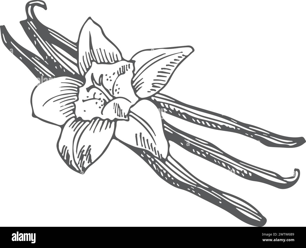 Vanilla Extract Clipart Black And White
