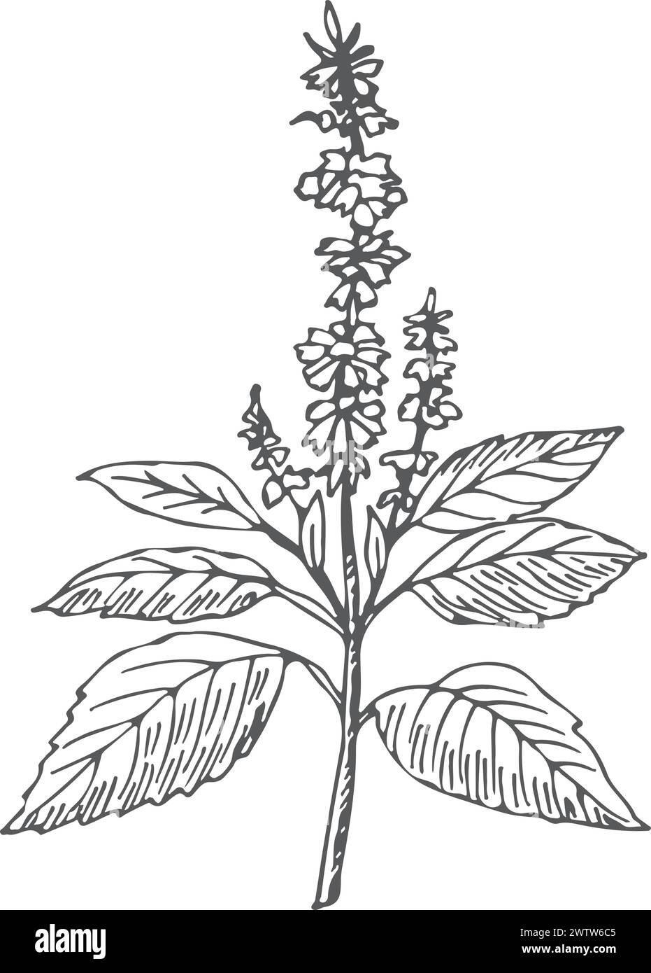 Illustration basil plant Black and White Stock Photos & Images - Alamy Illustration basil plant Black and White Stock Photos & Images - Alamy