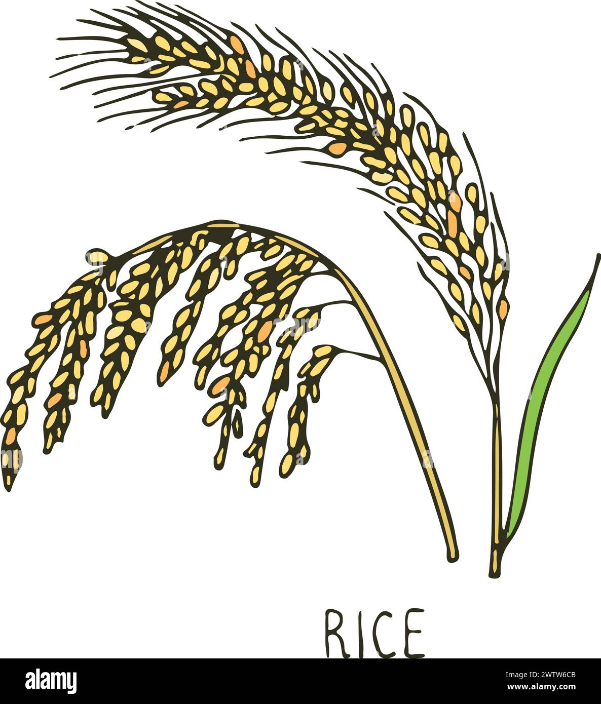 Rice plant doodle. Natural farm crop drawing Stock Vector Image & Art ...