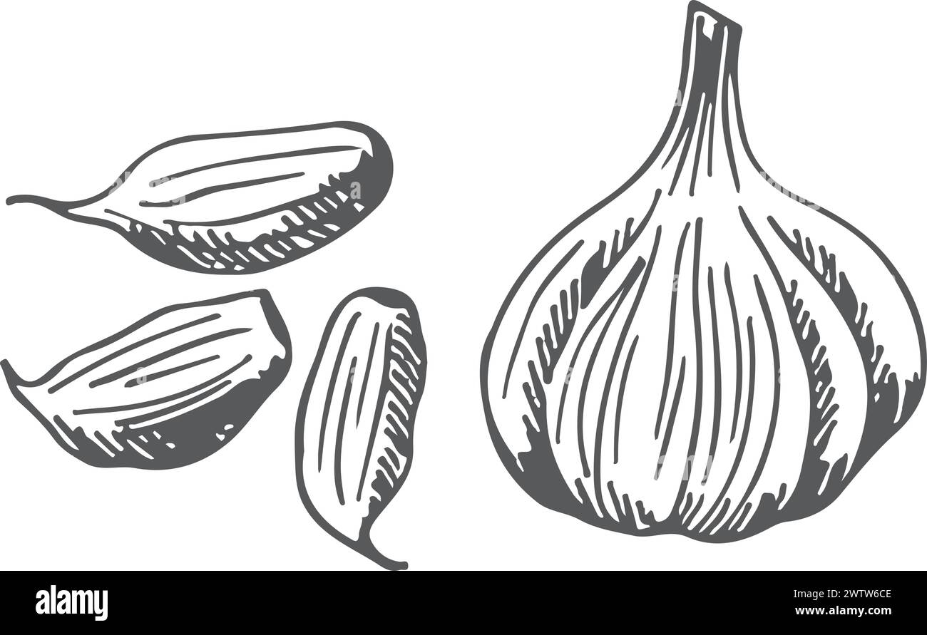 Garlic bulb and cloves drawing. Cooking ingredient sketch Stock Vector ...