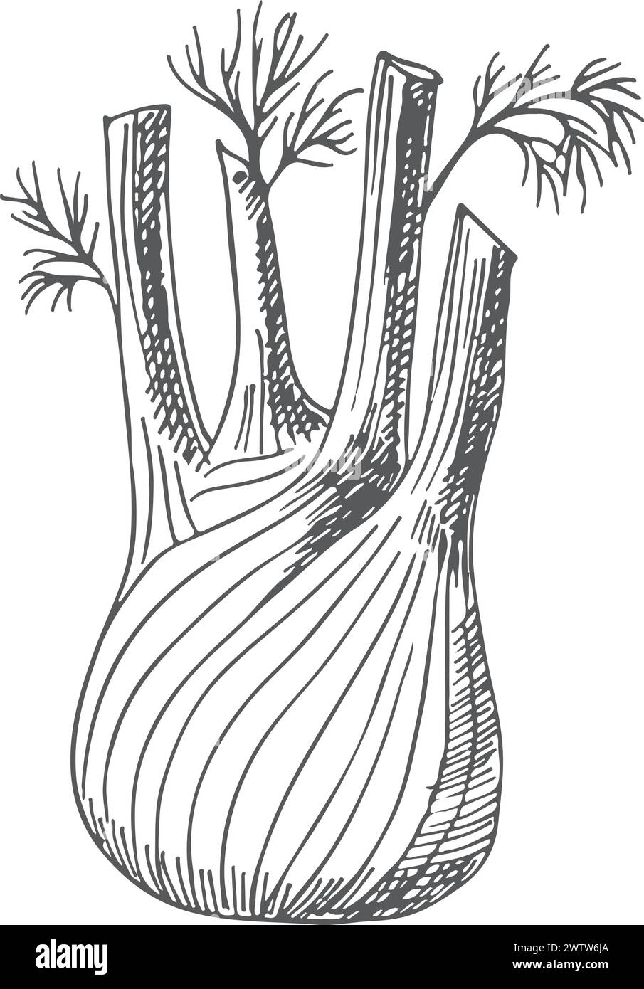 Fennel plant bulb Stock Vector Images - Alamy