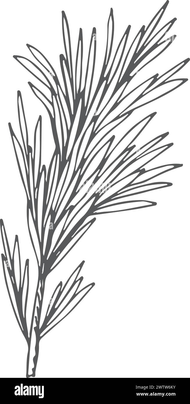 Garden rosemary hand Black and White Stock Photos & Images - Alamy