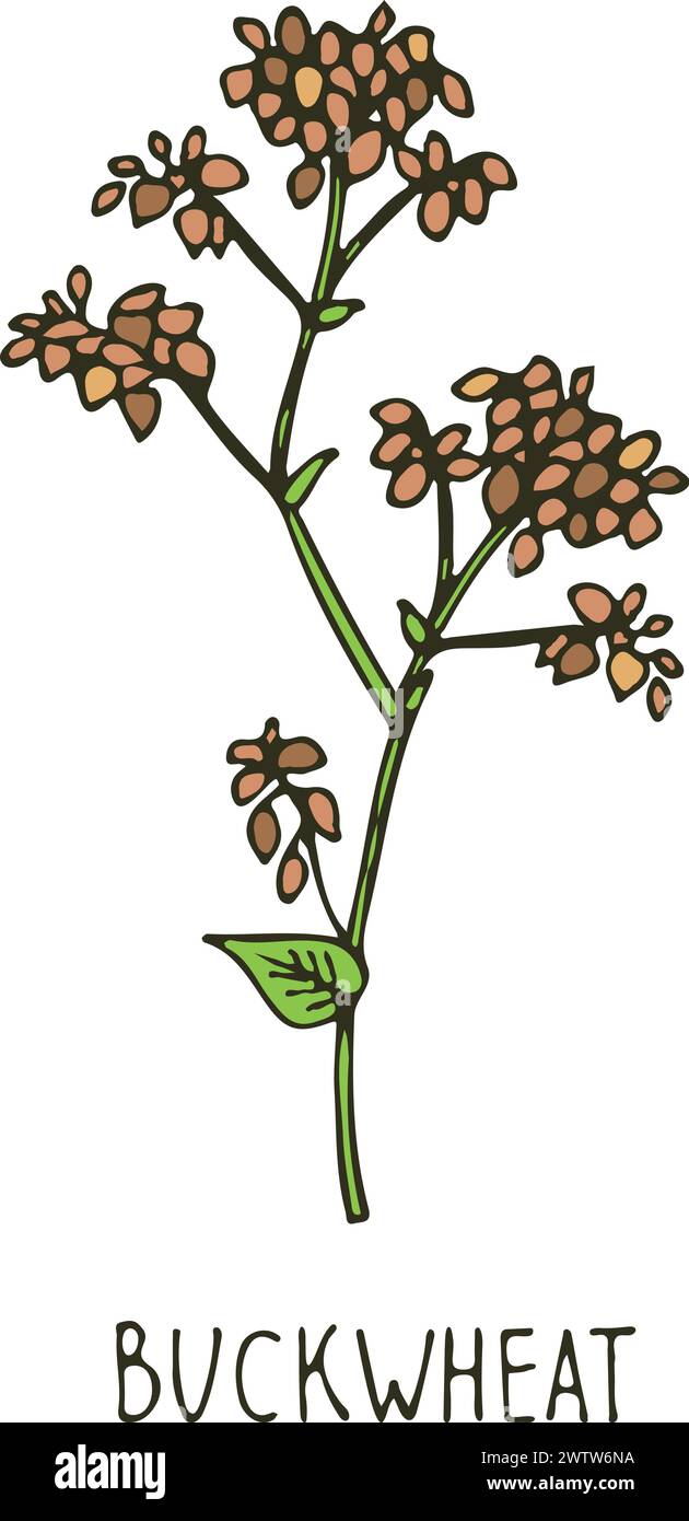 Flower of buckwheat Cut Out Stock Images & Pictures - Alamy