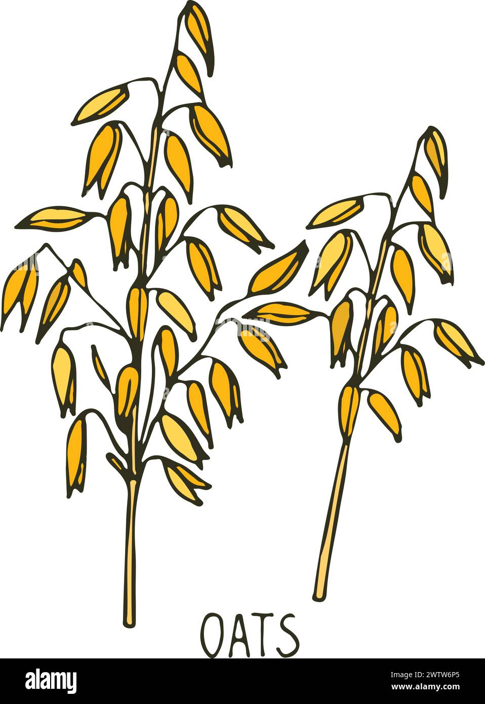 Oats plant hand drawn sketch. Color farm crop Stock Vector Image & Art ...