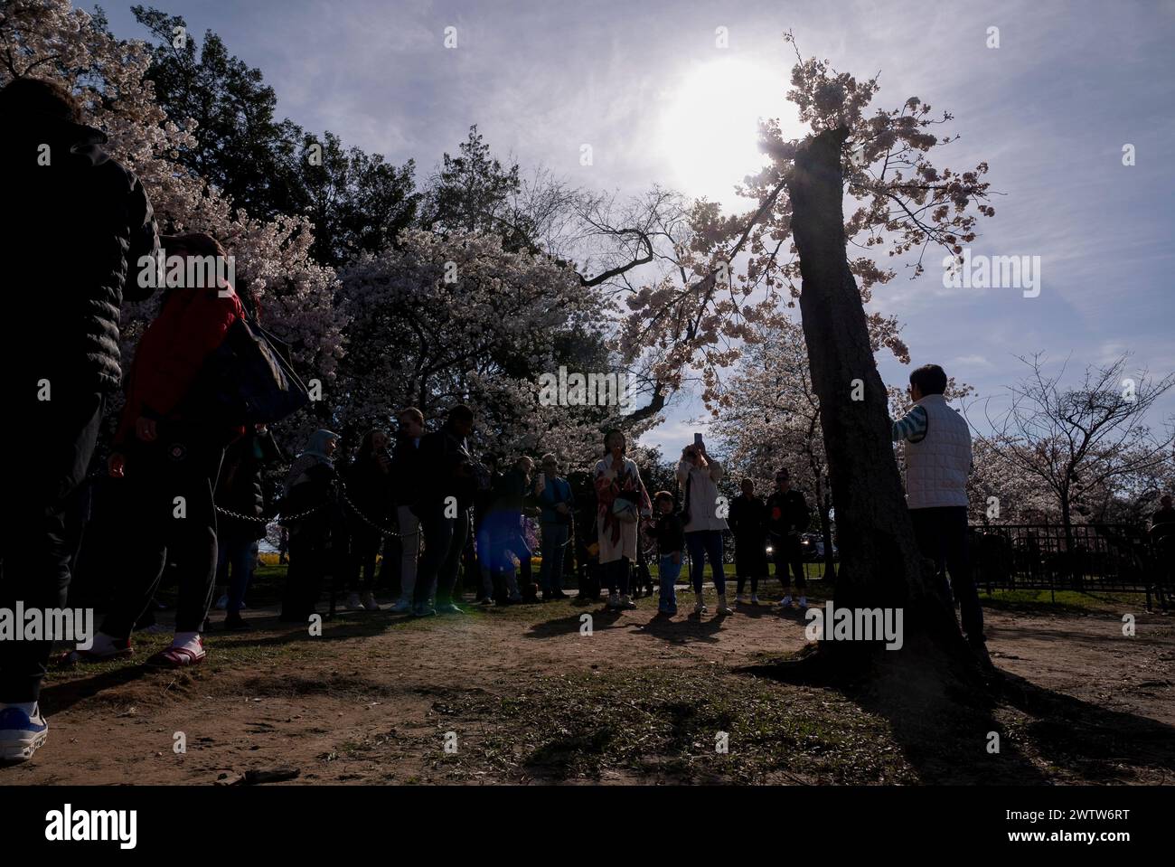 Visitors photograph a cherry tree affectionally nicknamed 'Stumpy' as ...
