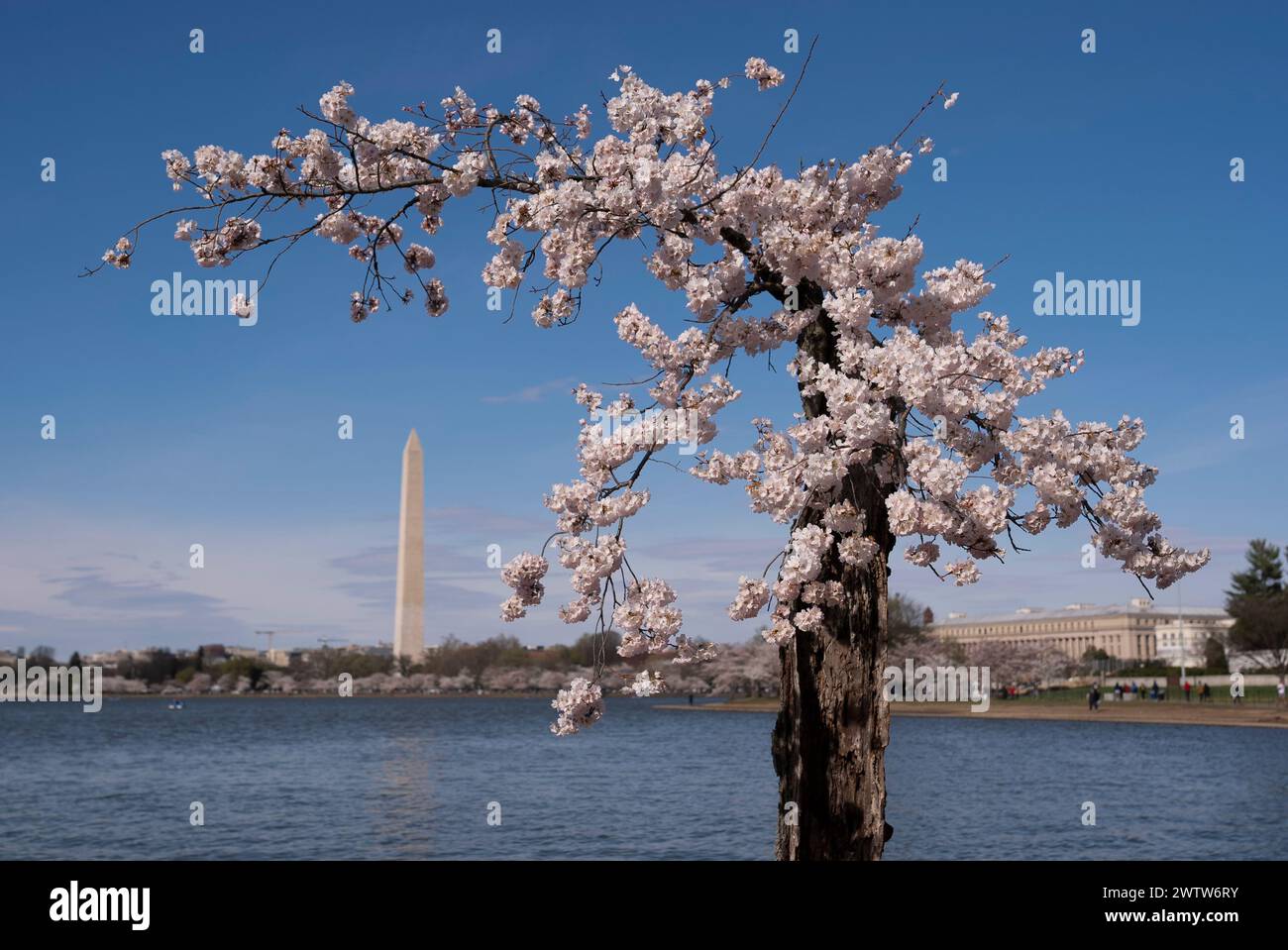 The Washington Monument is visible behind a cherry tree affectionally ...