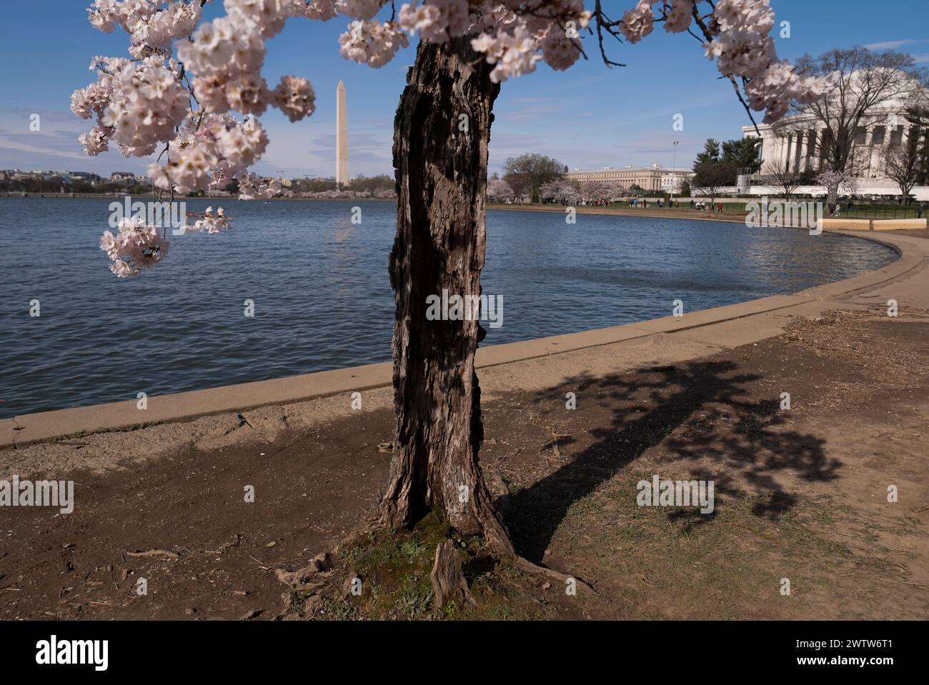 The Washington Monument and Jefferson Memorial are visible behind a cherry tree affectionally ...