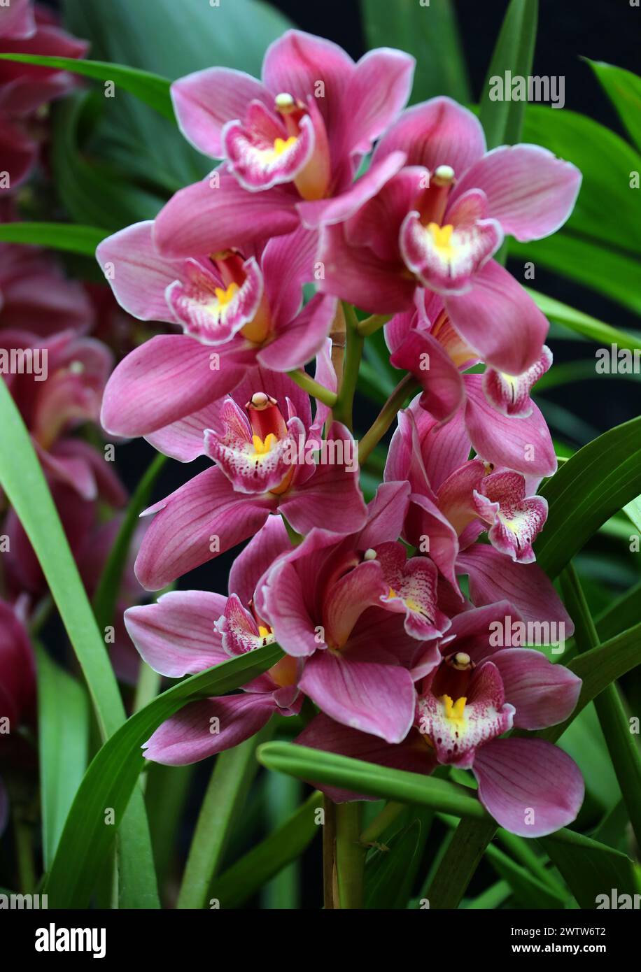 Cymbidium isabel hi-res stock photography and images - Alamy