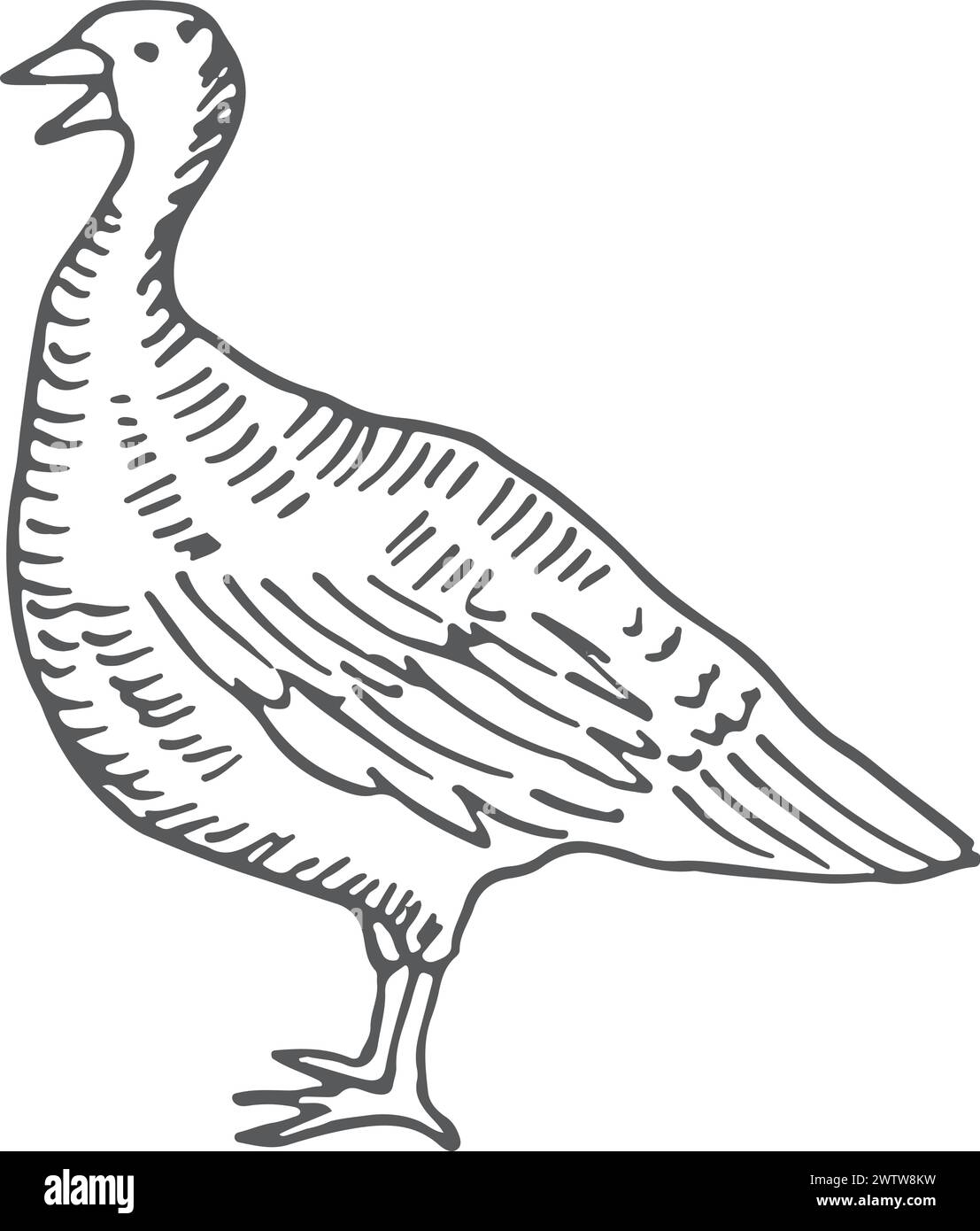 Turkey bird drawing hi-res stock photography and images - Alamy