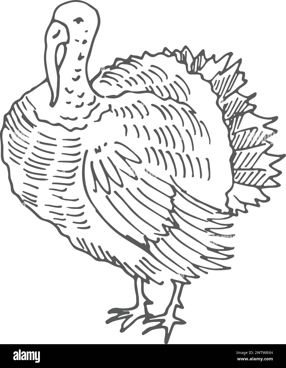 Turkey bird drawing hi-res stock photography and images - Alamy