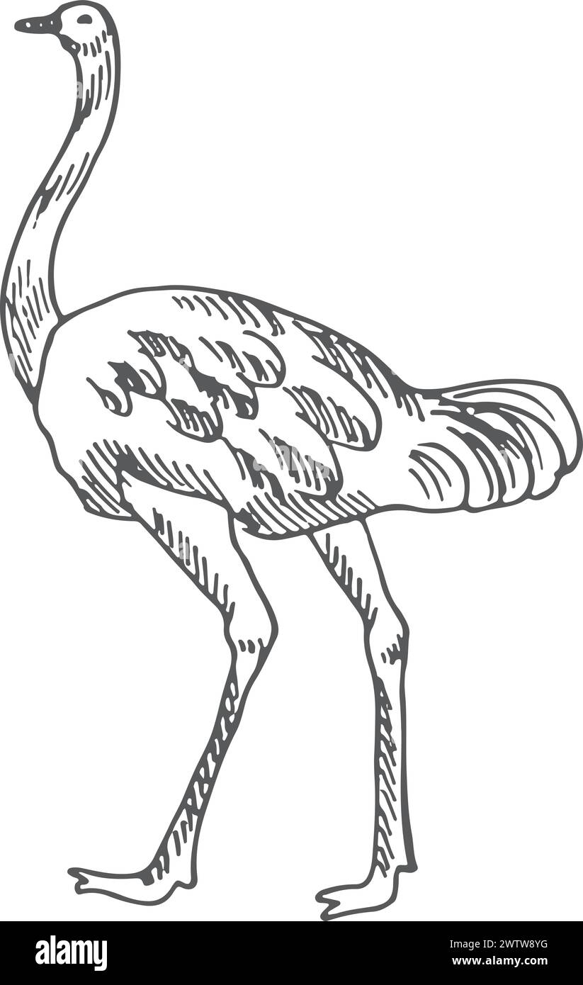Ostrich sketch. Hand drawn farm bird animal Stock Vector Image & Art ...