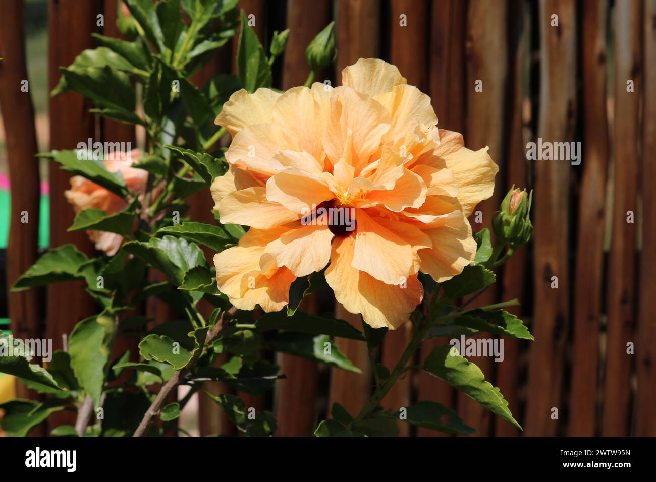 Rose flower beautiful nature hi-res stock photography and images - Alamy