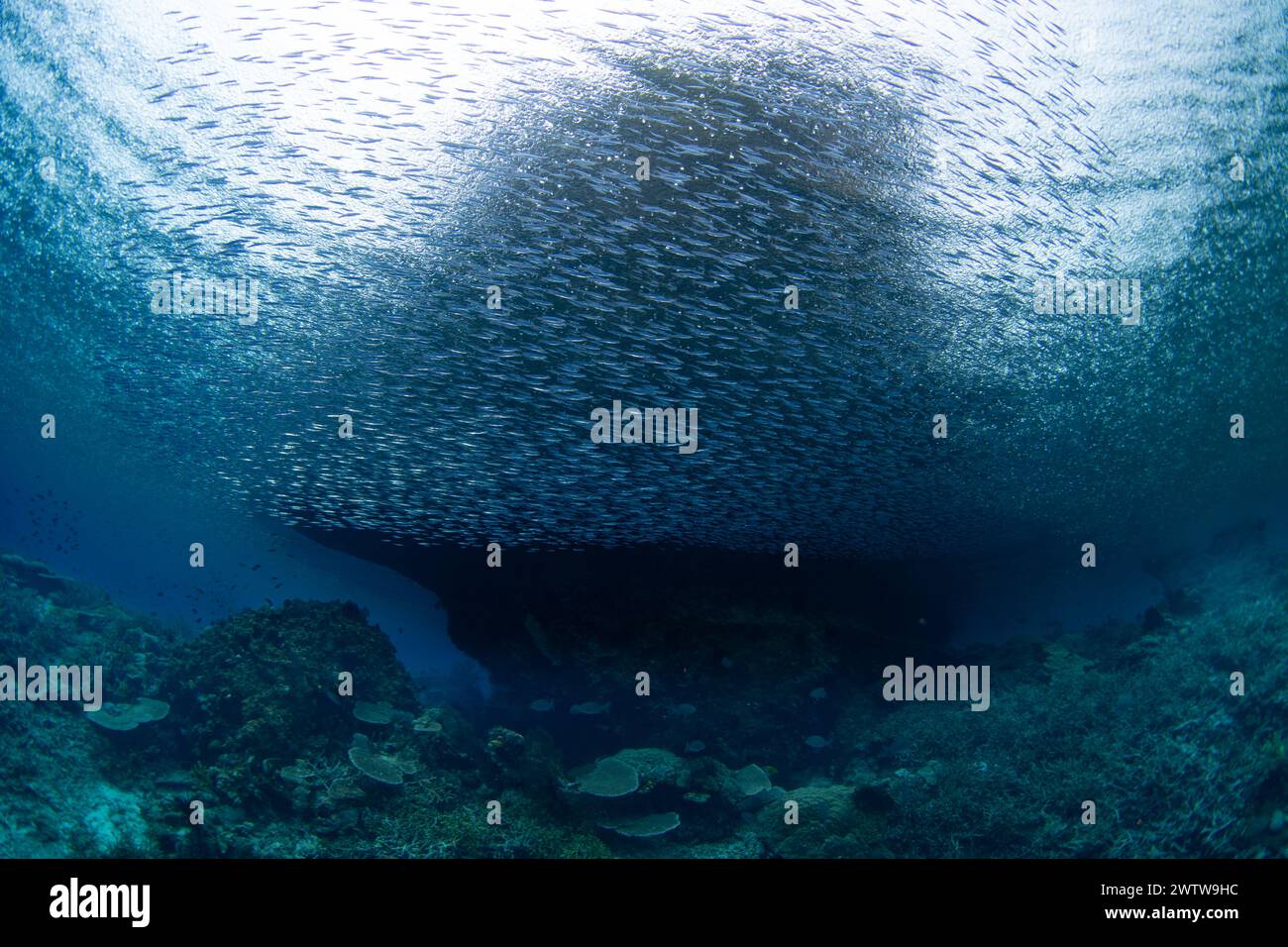 A huge school of silversides swims above a biodiverse reef in Raja ...