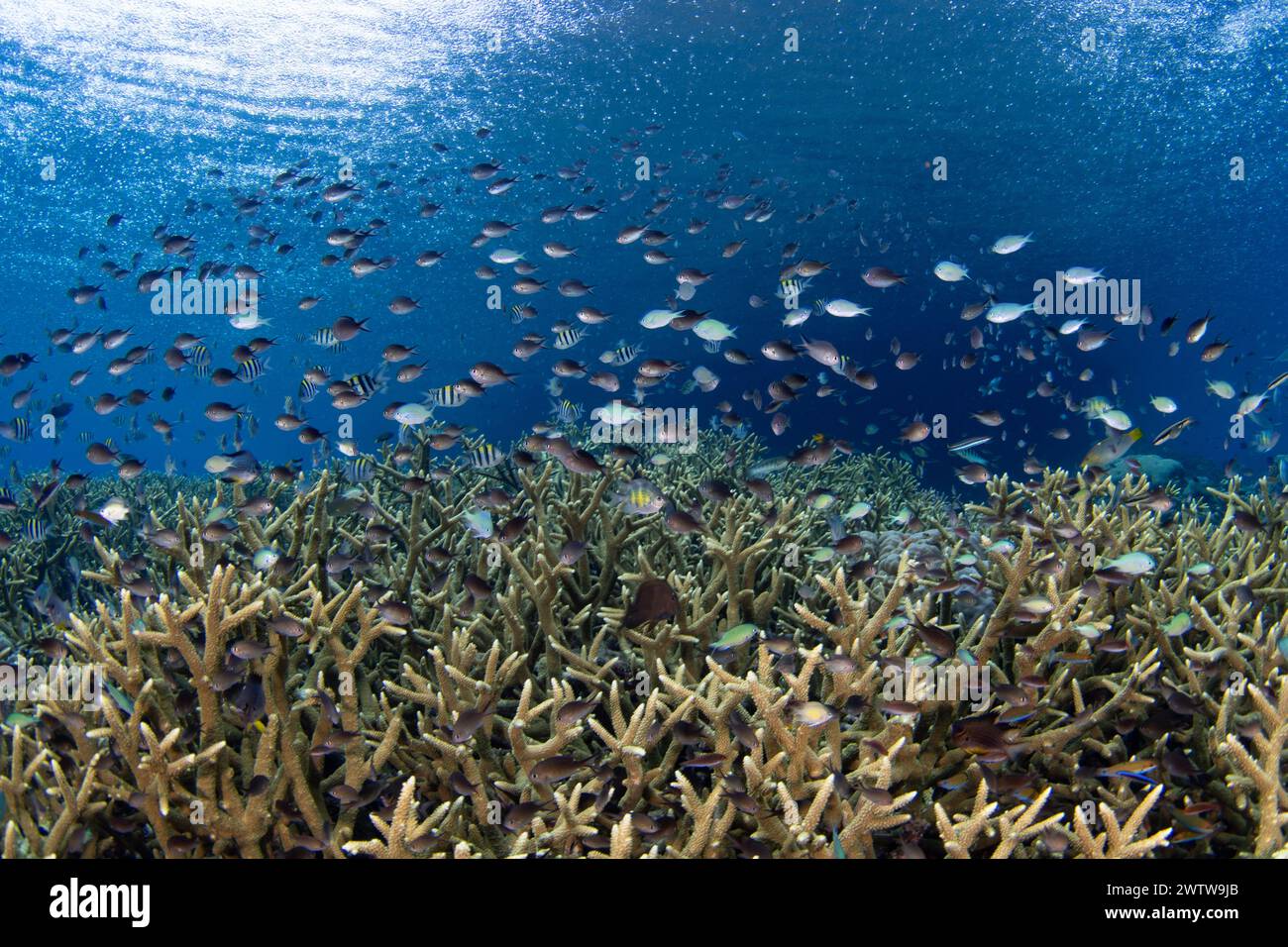 Damselfish feed on zooplankton above a shallow, biodiverse reef in Raja ...