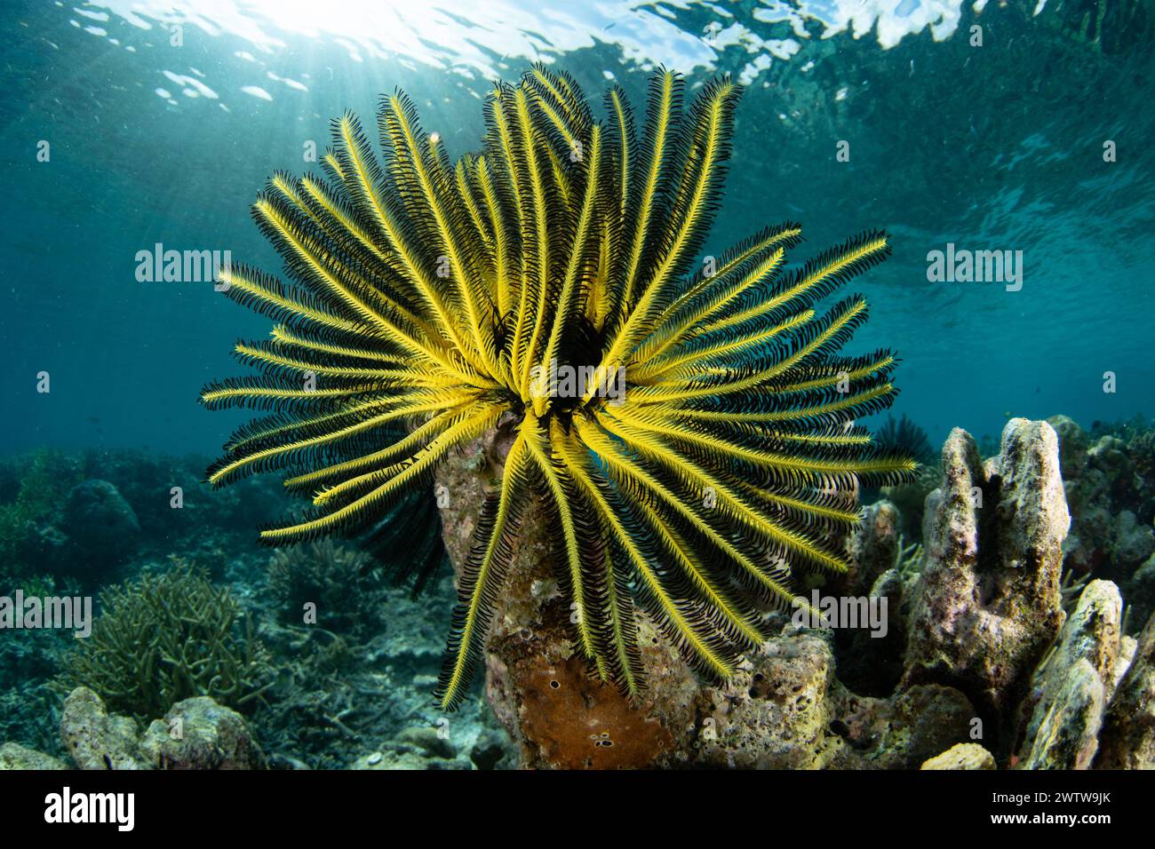 Underwater crinoid feather star hi-res stock photography and images - Alamy