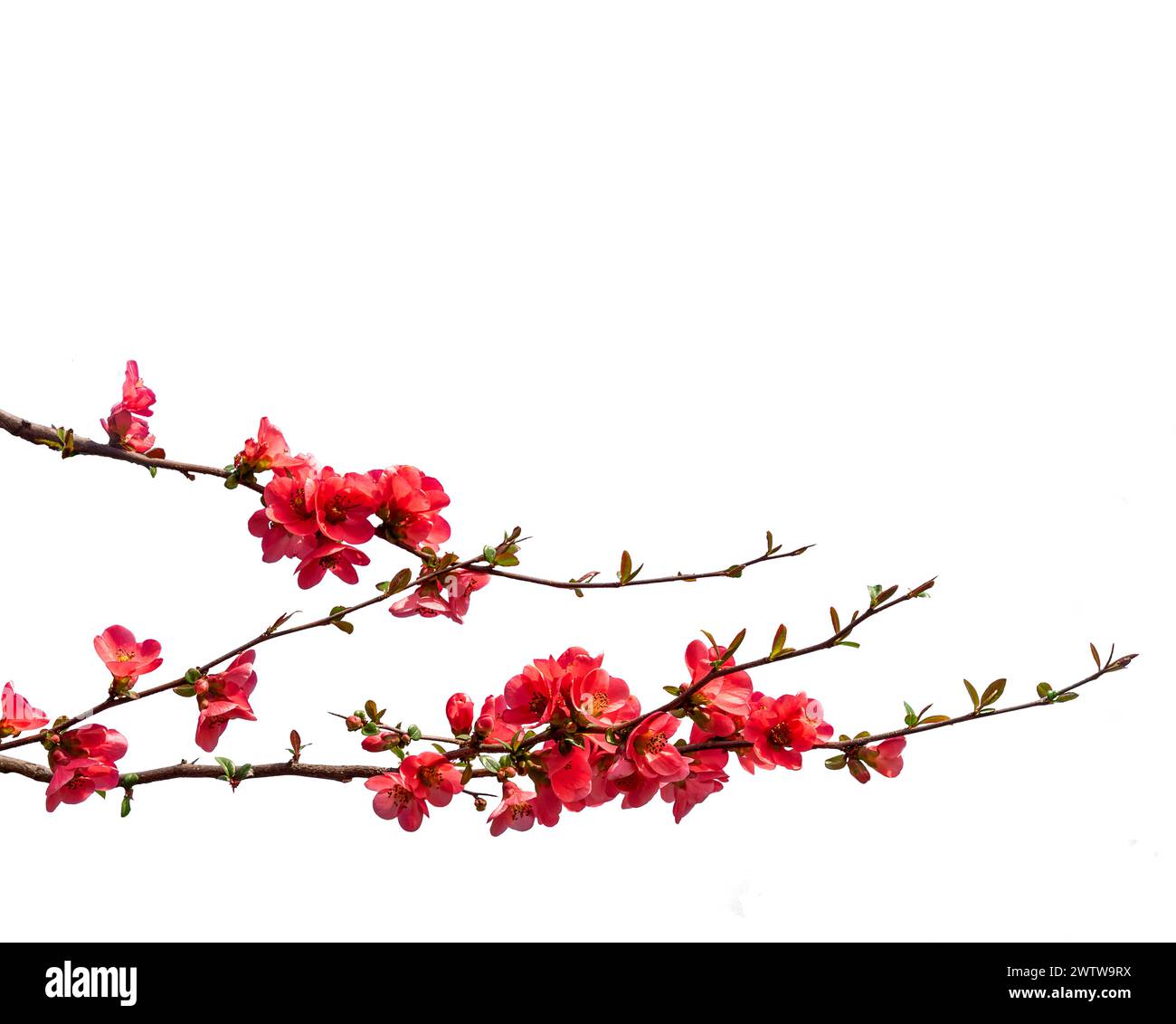 Springtime borders Cut Out Stock Images & Pictures - Alamy