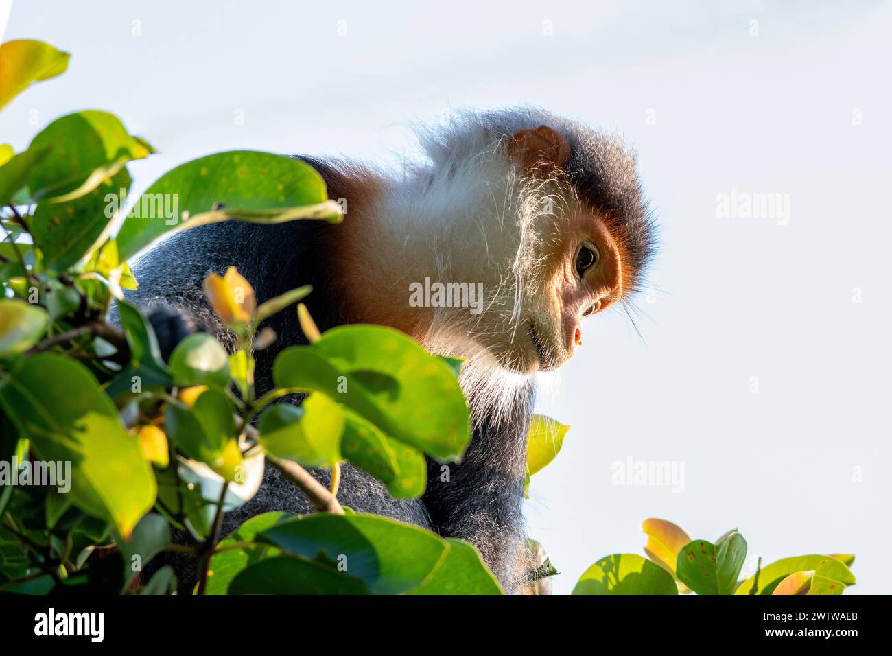 Black shanked douc langur hi-res stock photography and images - Alamy