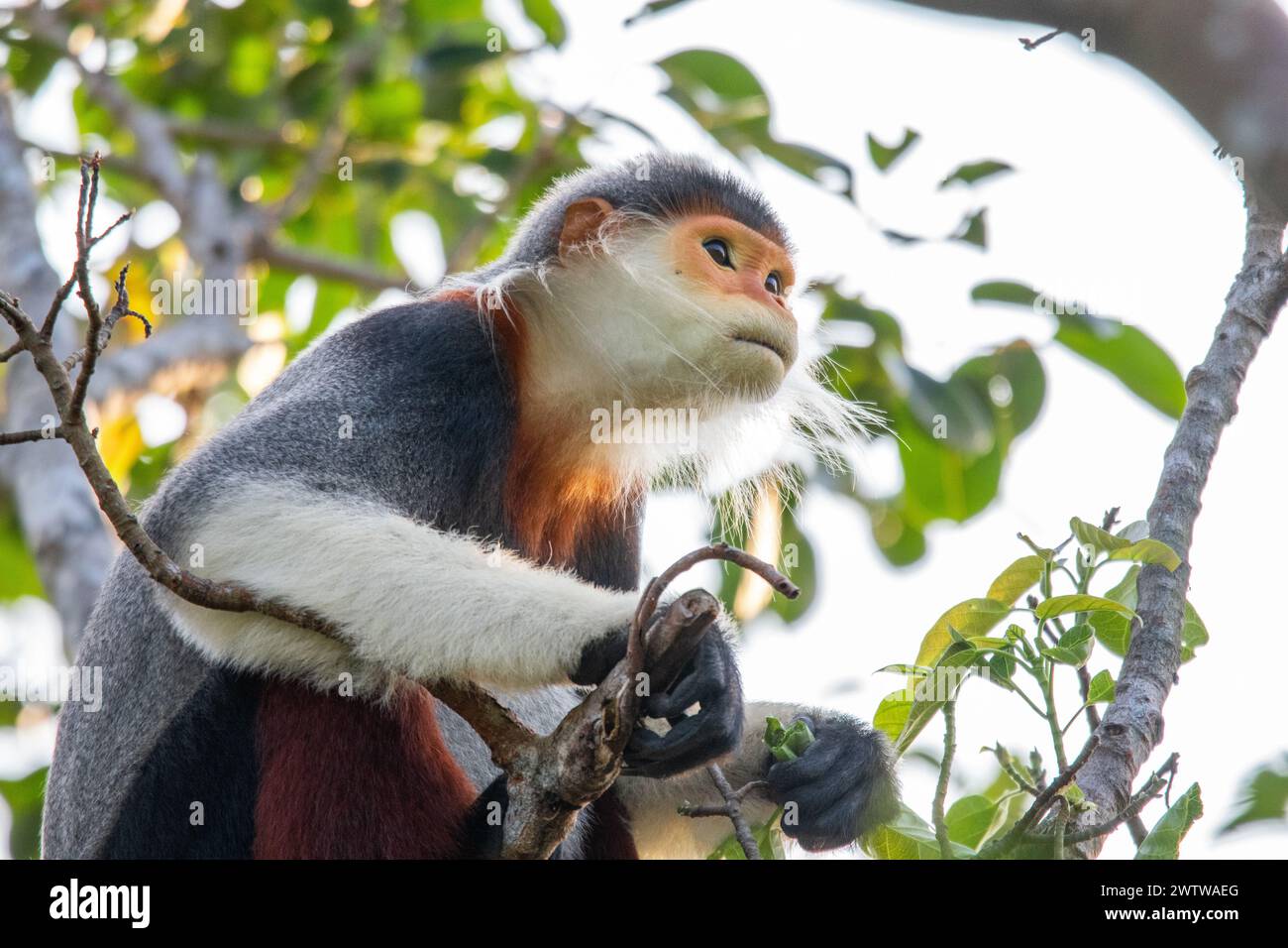 The red-shanked douc family playing in the sunset Stock Photo - Alamy
