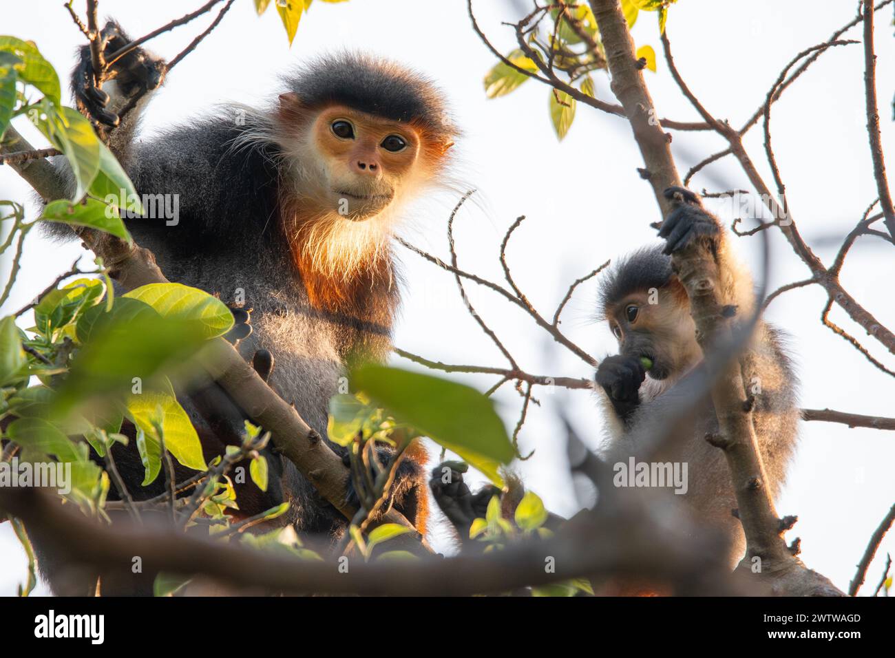 The red-shanked douc family playing in the sunset Stock Photo - Alamy