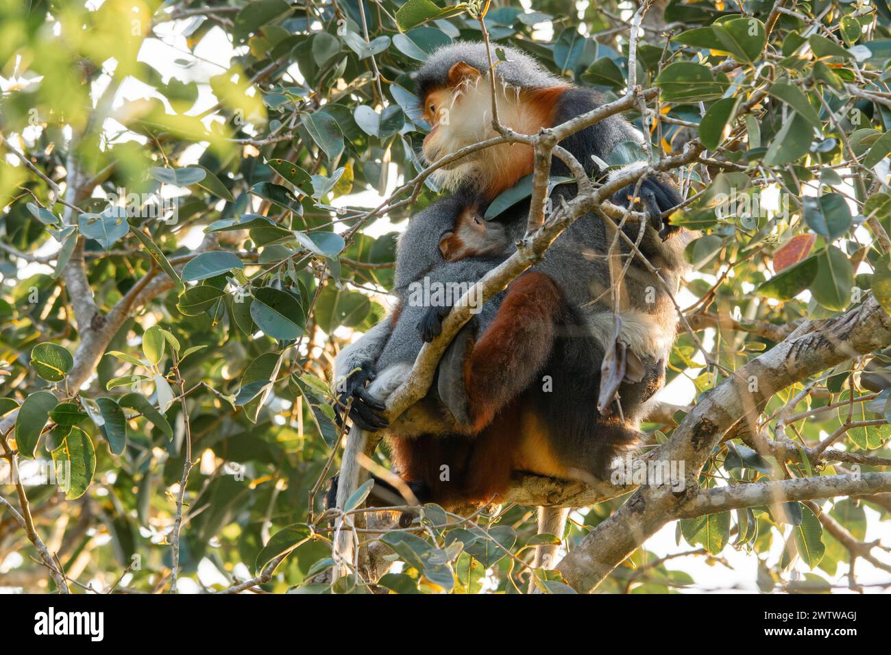 The red-shanked douc family playing in the sunset Stock Photo - Alamy