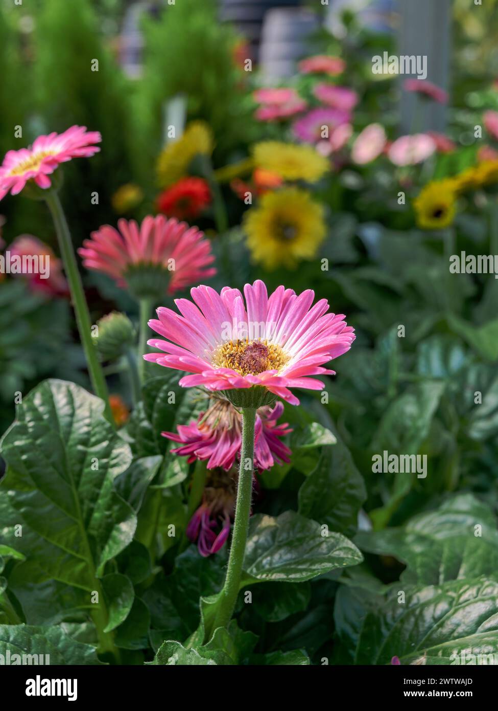 African daisy hi-res stock photography and images - Alamy
