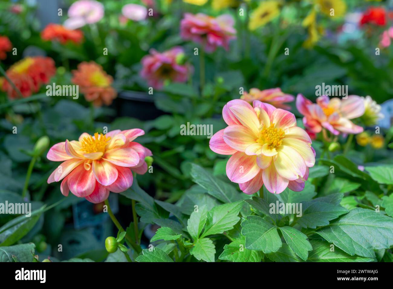 Pink lemon dalayas hi-res stock photography and images - Alamy