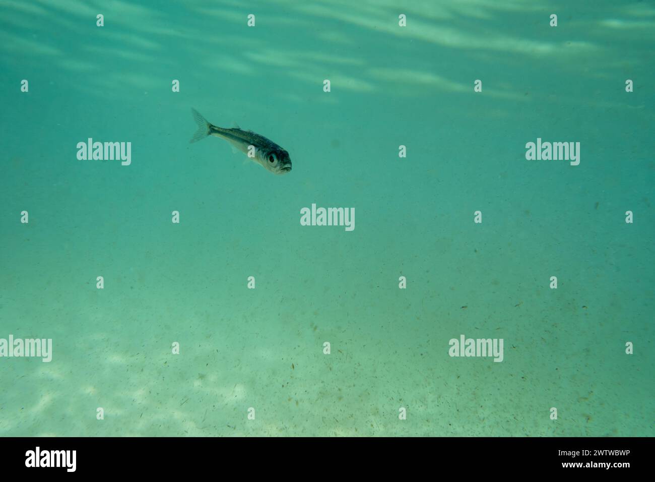A tiny fish swimming in shallow waters, sunny, France, ocean. High ...