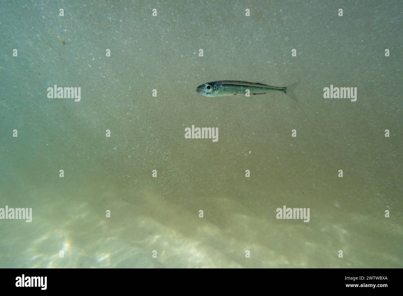 A tiny fish swimming in shallow waters, sunny, France, ocean. High ...