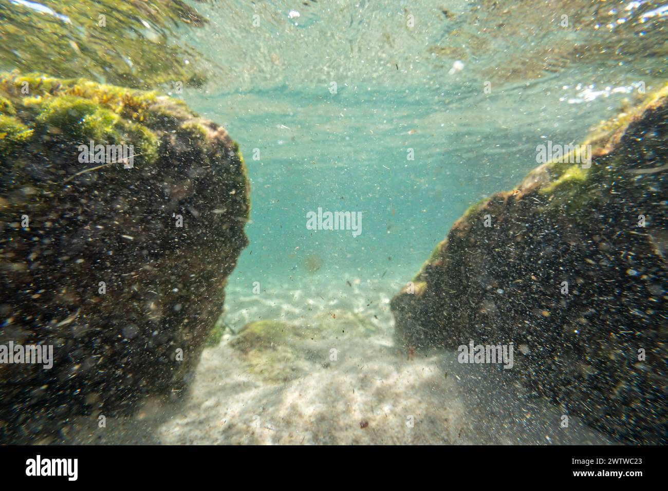 Algae rock underwater green reflection. High quality photo Stock Photo ...
