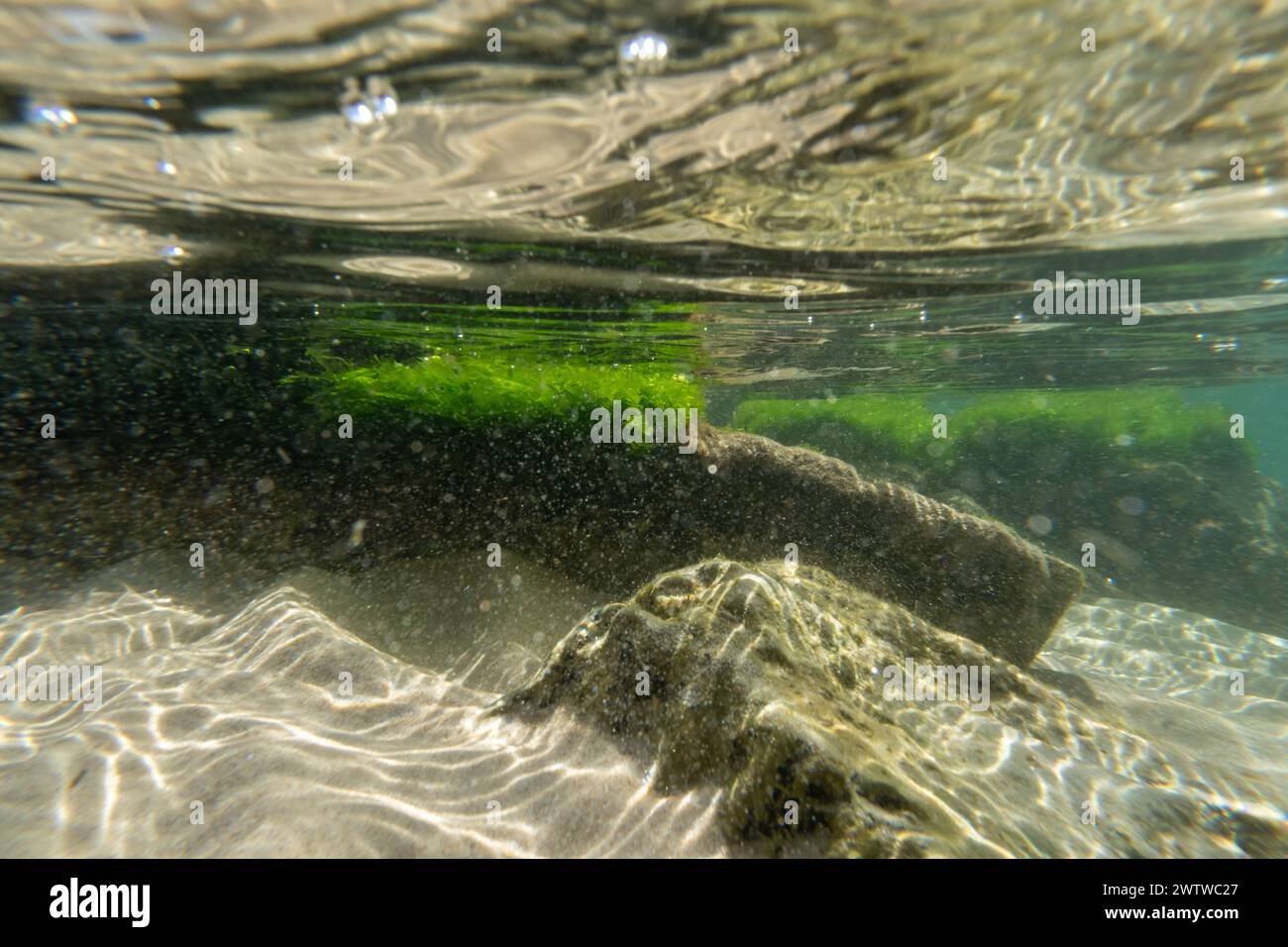Algae rock underwater green reflection. High quality photo Stock Photo ...