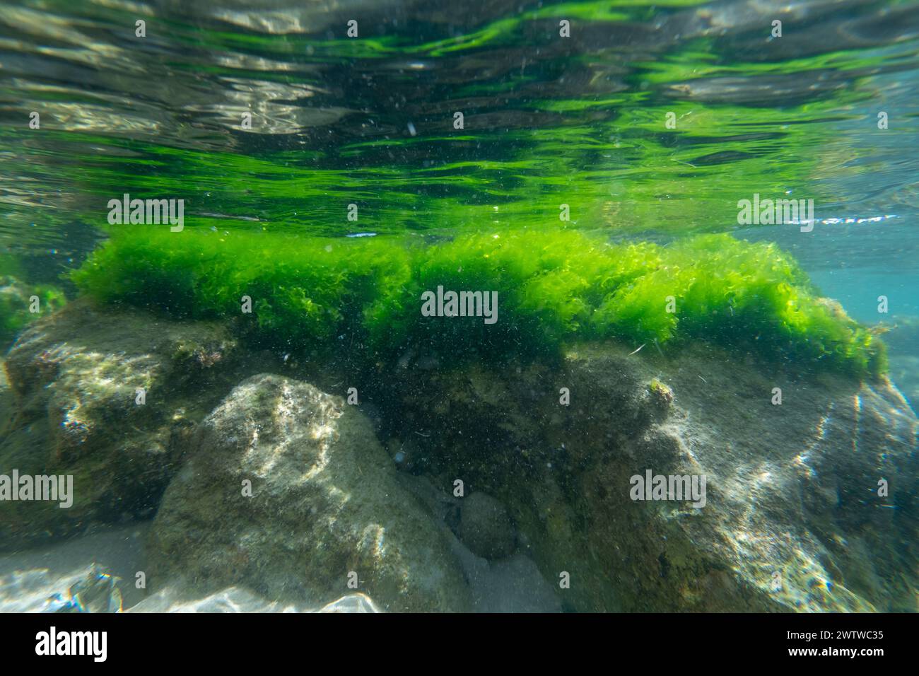 Algae underwater ocean sea scuba hi-res stock photography and images ...