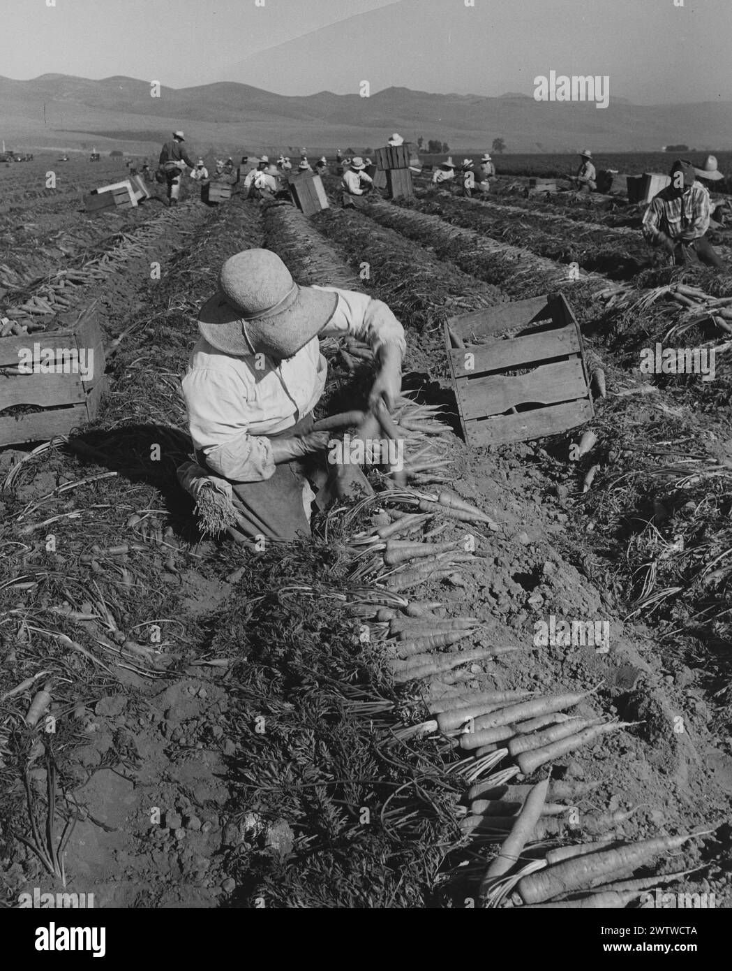 Large group of manual farm laborers working in the field, pulling up ...