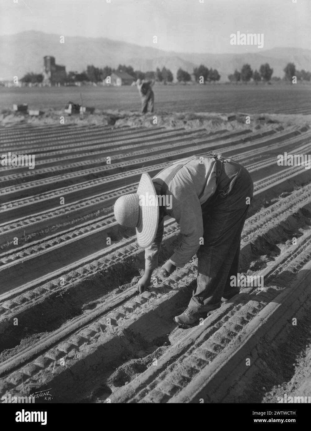 Two people out of the farm field planting onions along furrows Stock ...