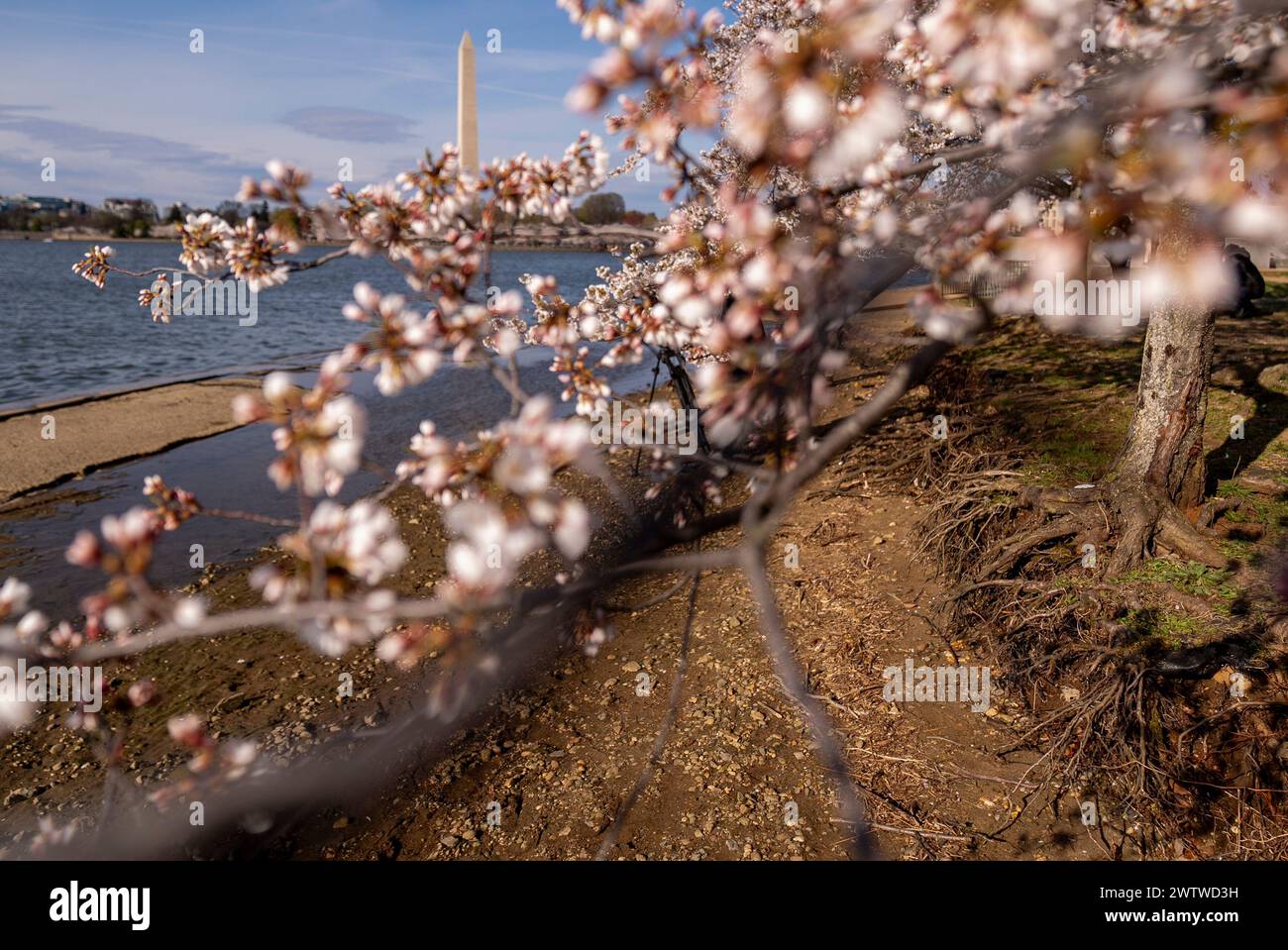 Cherry trees with exposed roots are visible along a flood prone area of ...