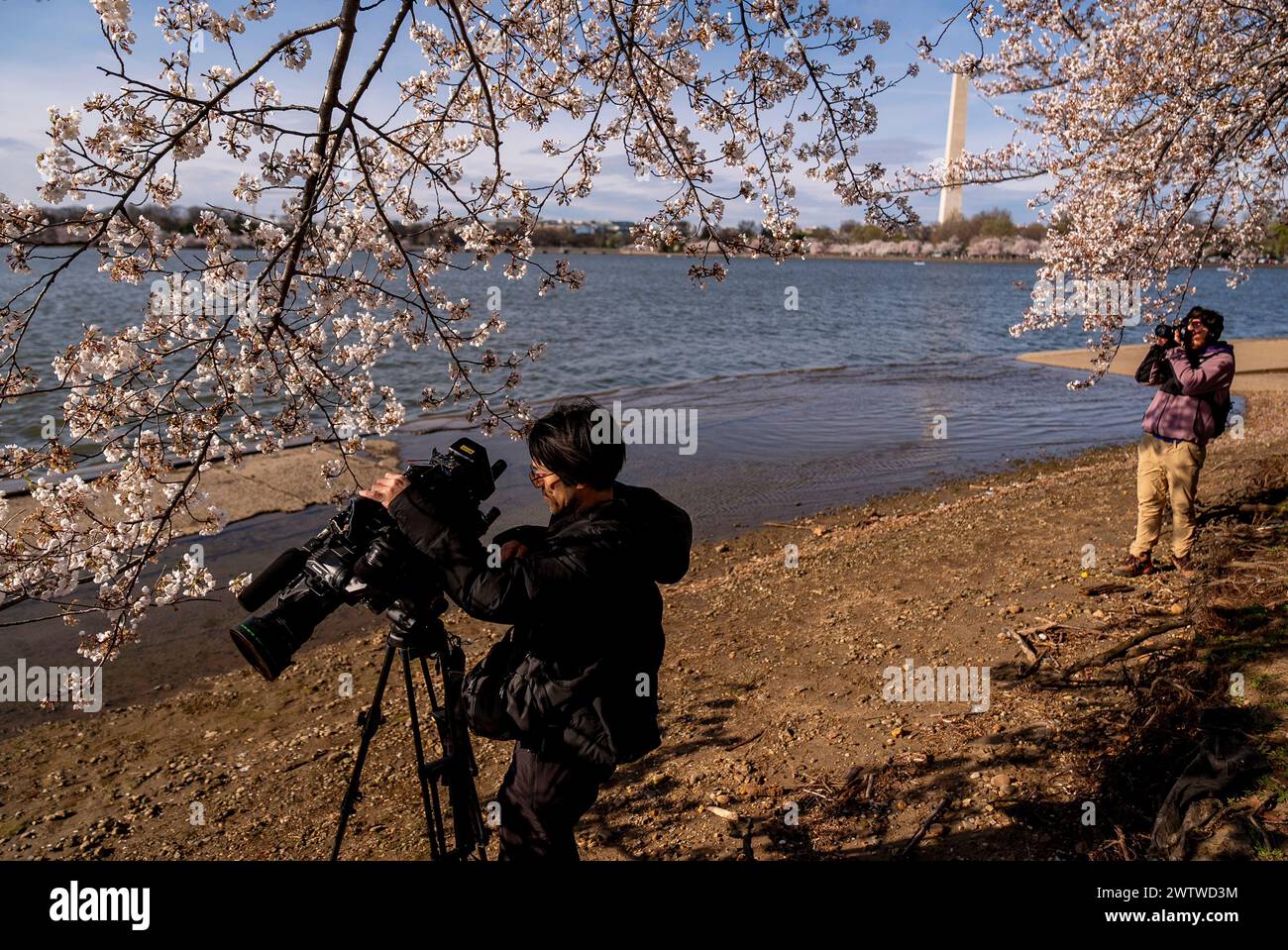 People take photos and video of cherry trees with exposed roots along a ...