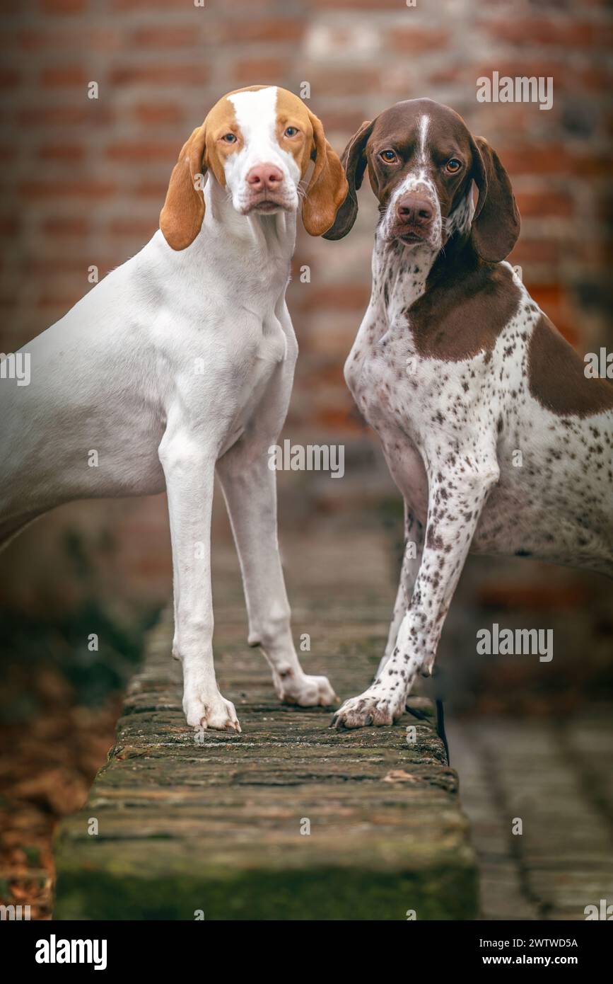 A braque saint germain and a braque francais dog in front of a red ...