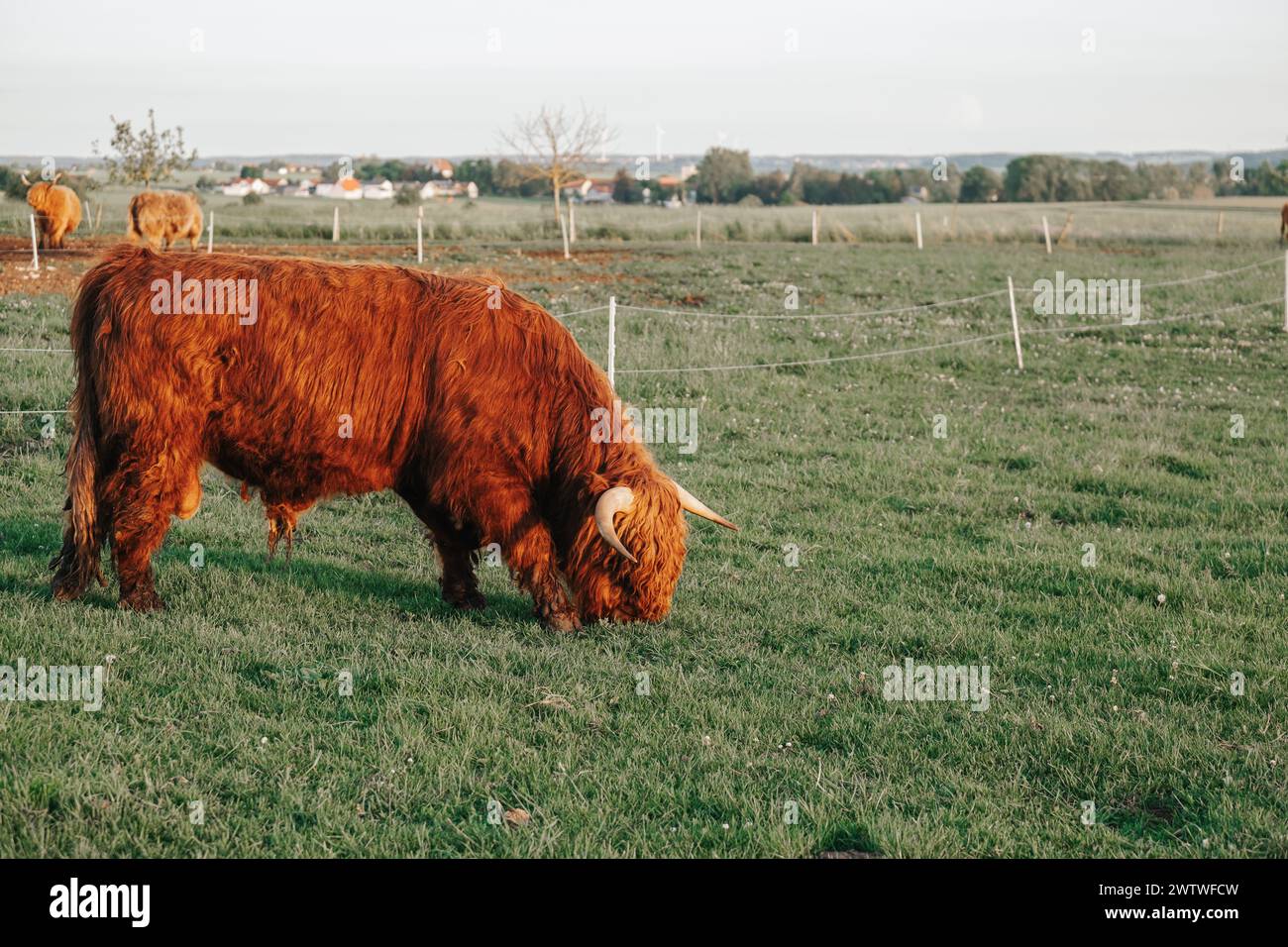Big horned hairy red cows on a meadow chews grass.Farming and cow ...