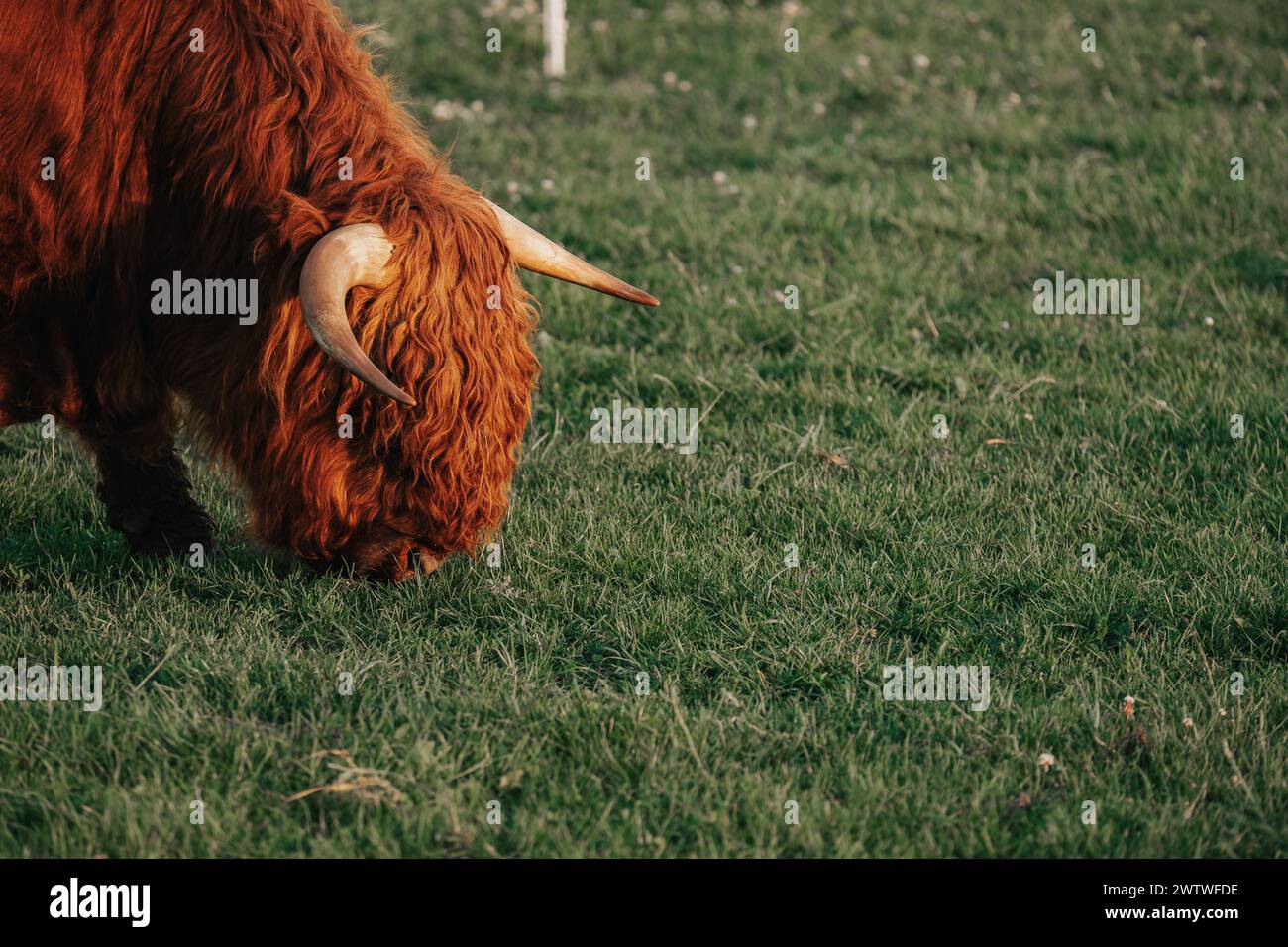 Big horned hairy red cows on a meadow chews grass.Farming and cow ...