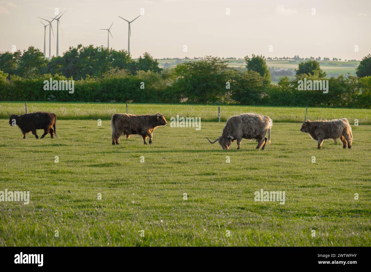 cow breeding.Furry highland cows graze on the green meadow.Red cows and ...