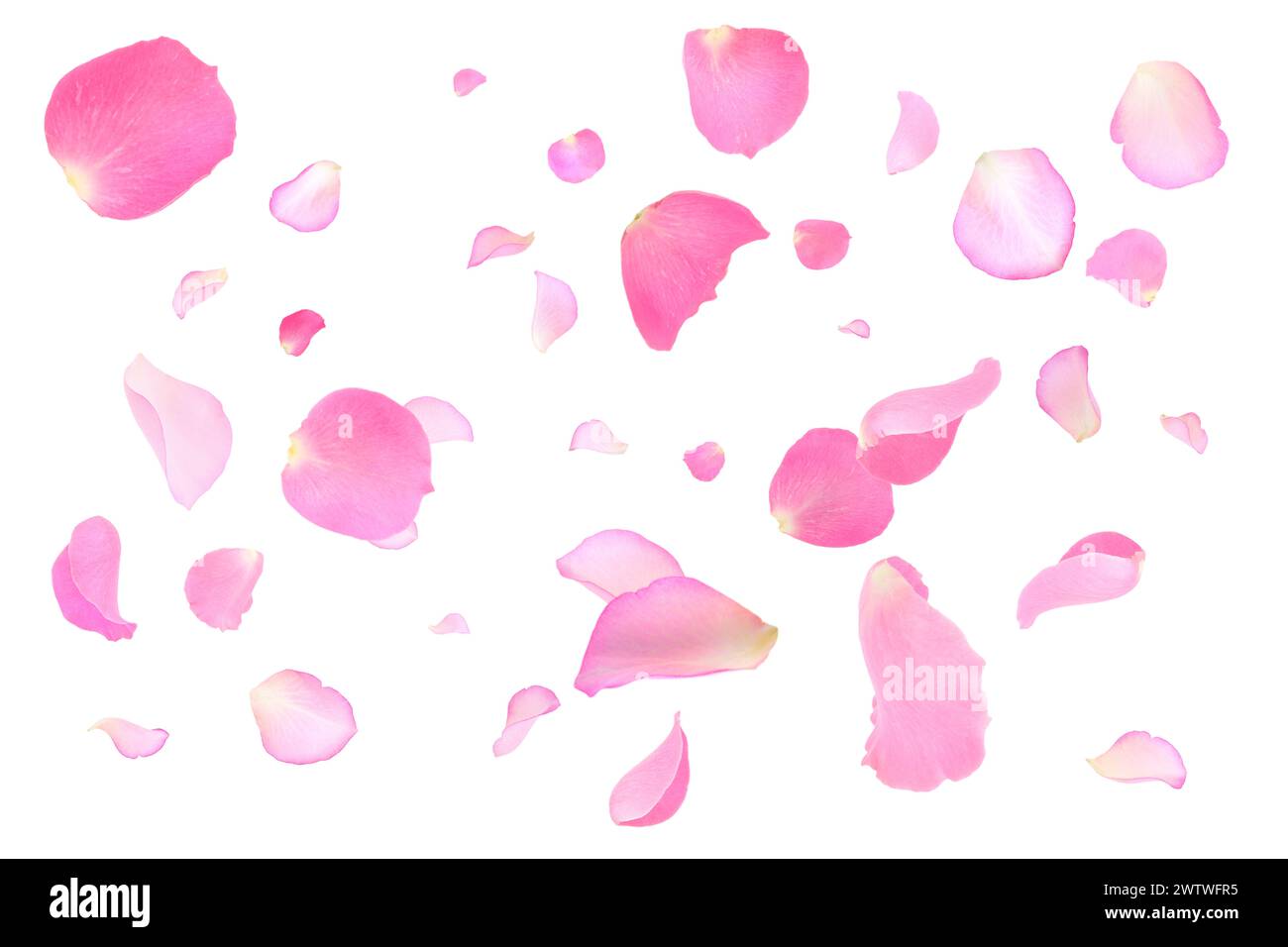 Pink rose petals flying on white background Stock Photo - Alamy