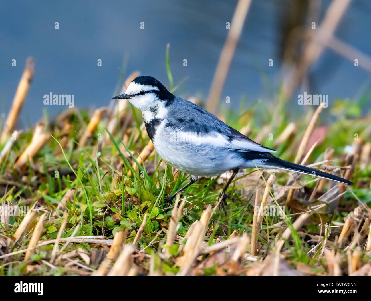 A White Wagtail (Motacilla alba) foraging in grass. Tokyo, Japan Stock ...