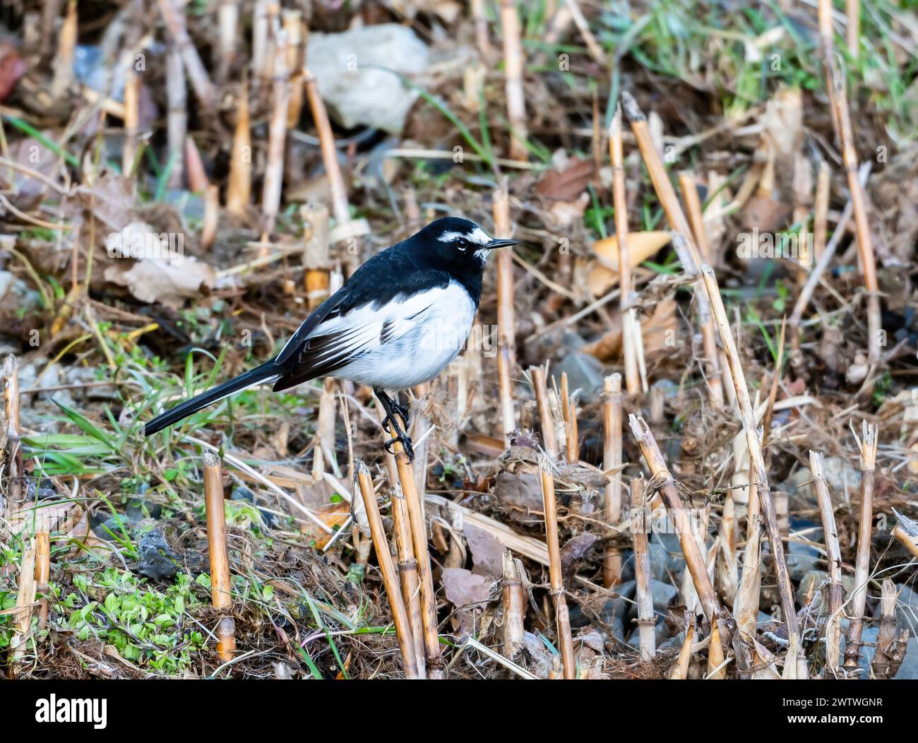 Japanese wagtail hi-res stock photography and images - Alamy