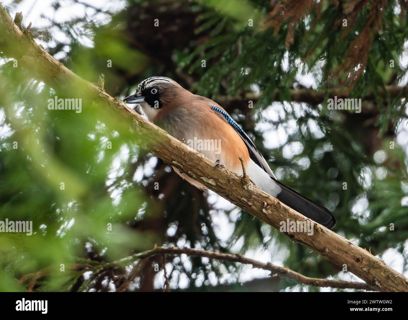 Jay bird tree hi-res stock photography and images - Alamy