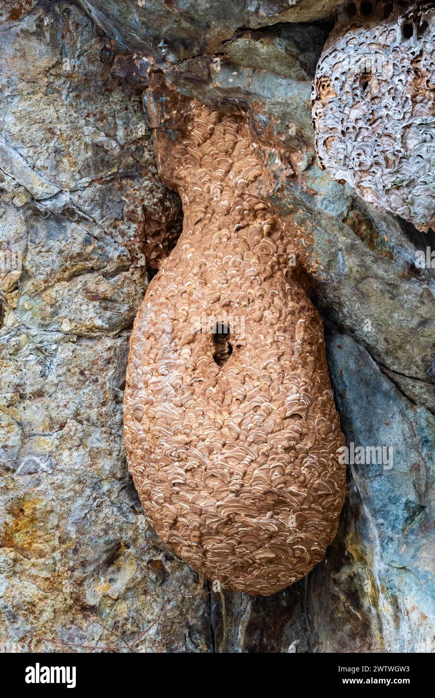 Nest of Japanese Yellow Hornets (Vespa simillima) between rocks. Nagano ...