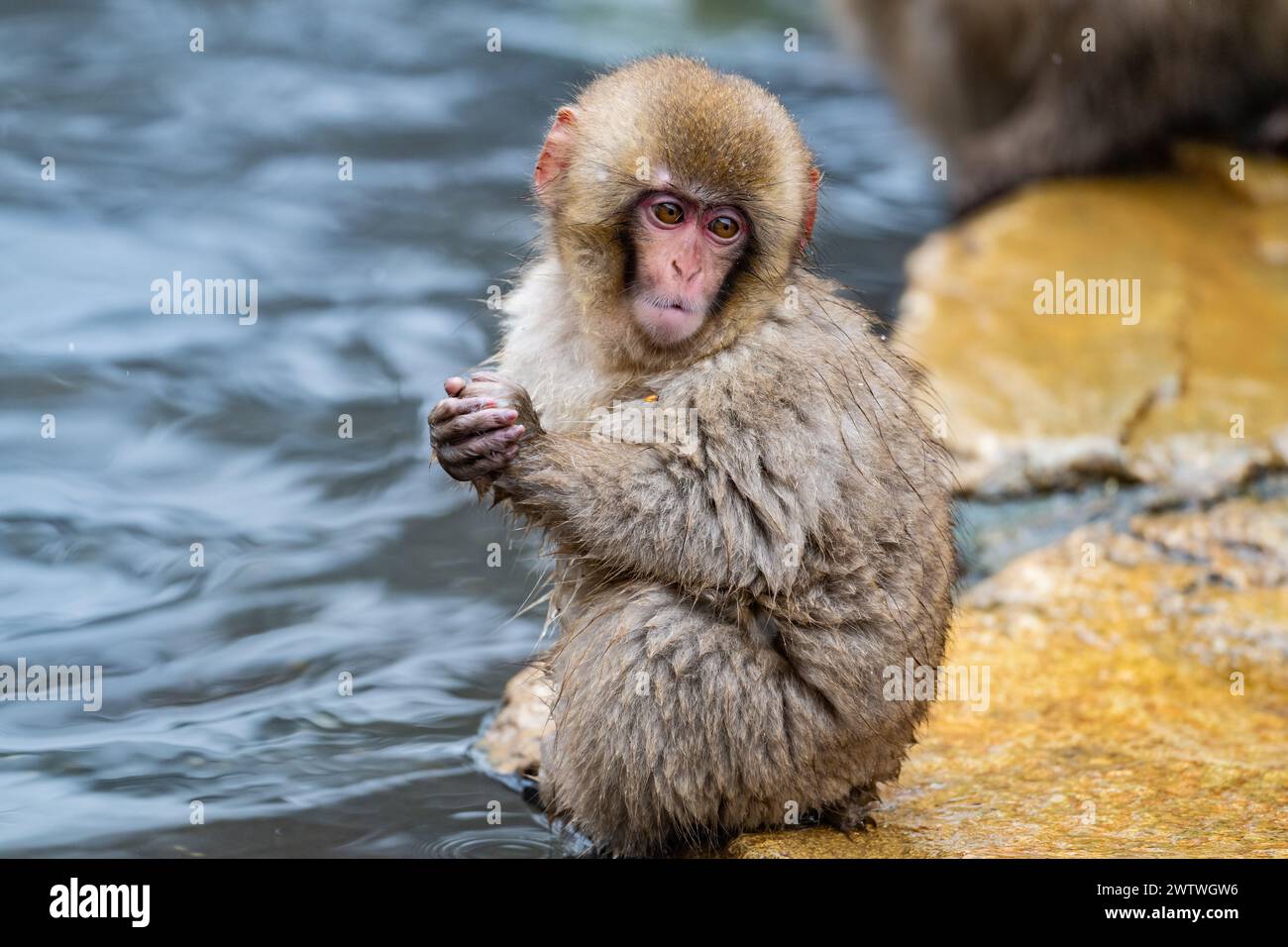 A young Snow Monkey, or Japanese macaque (Macaca fuscata), taking a ...