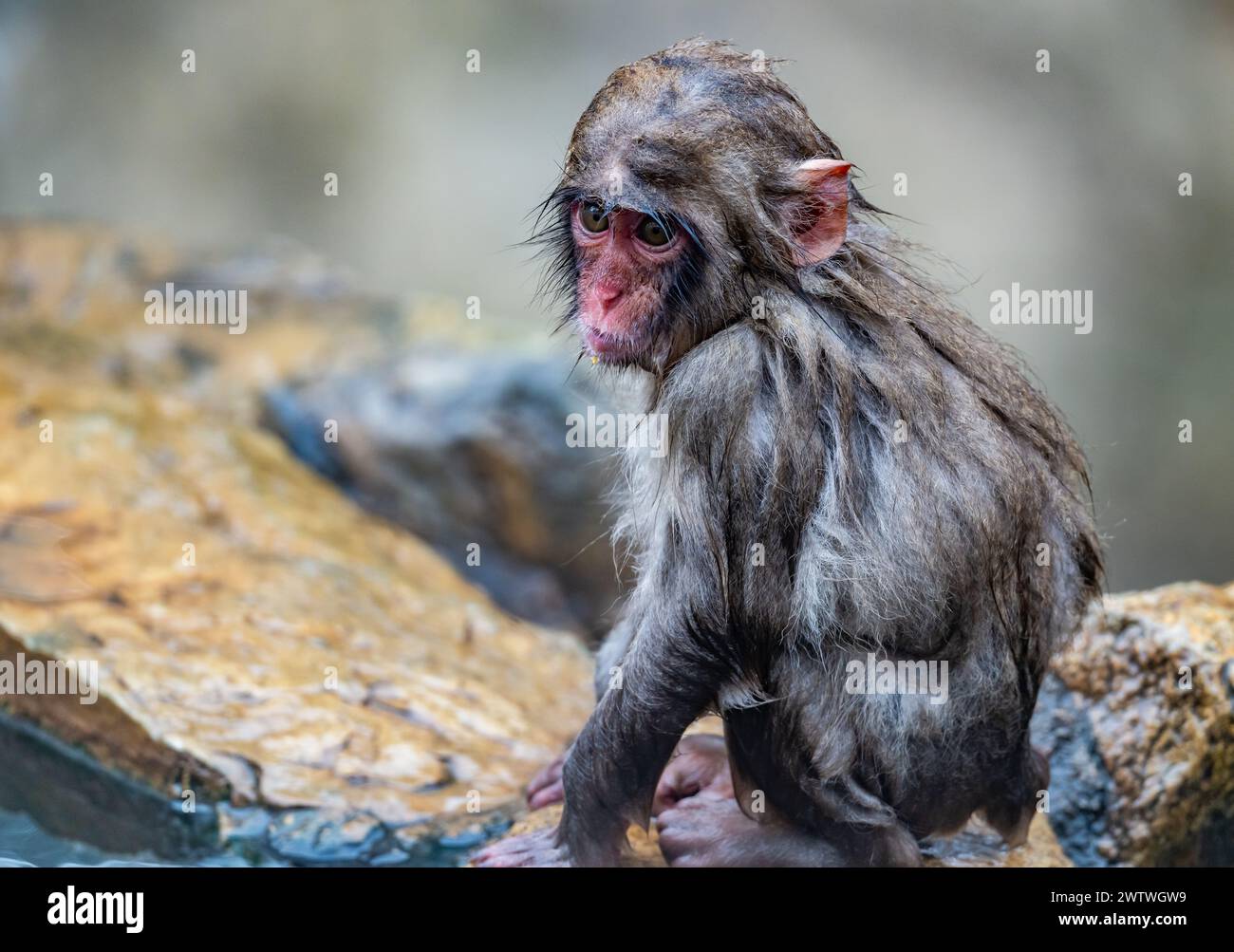 A young Snow Monkey, or Japanese macaque (Macaca fuscata), taking a ...