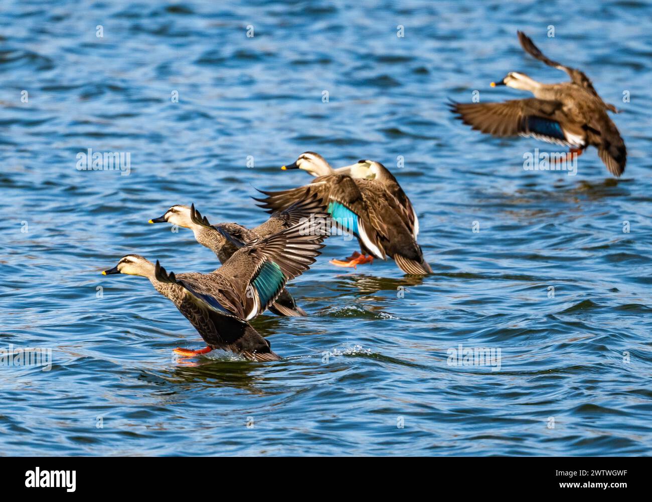 A flock Eastern Spot-billed Ducks (Anas zonorhyncha) landing in a lake ...