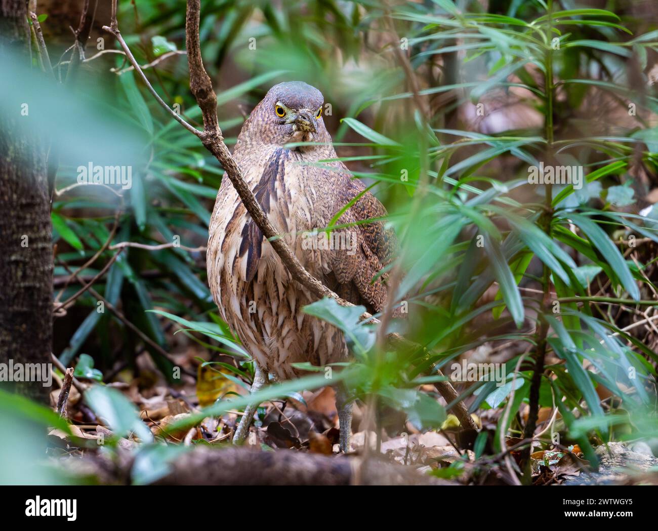 A secretive Japanese Night Heron (Gorsachius goisagi) in dense bushes ...