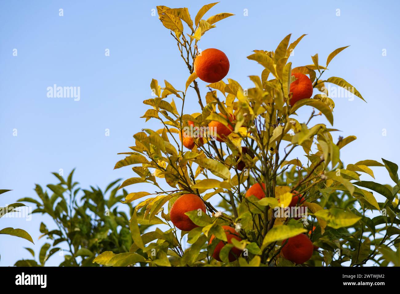 Bright orange fruit offers a colorful contrast to verdant leaves Stock ...