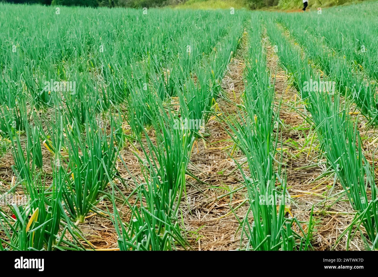 Onion farms hi-res stock photography and images - Alamy